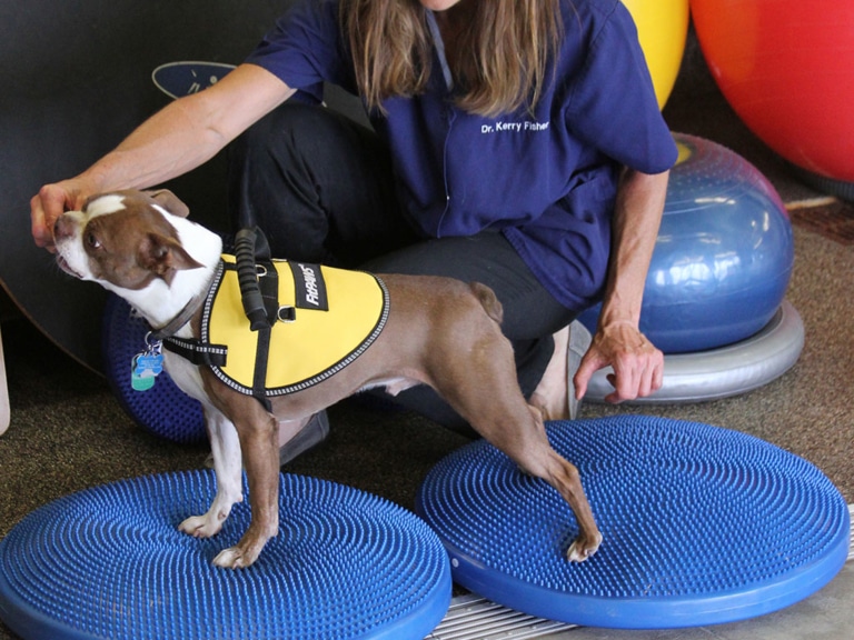 FitPAWS® Balance Discs | havohravo.com