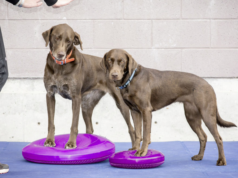 FitPAWS® Balance Discs | havohravo.com