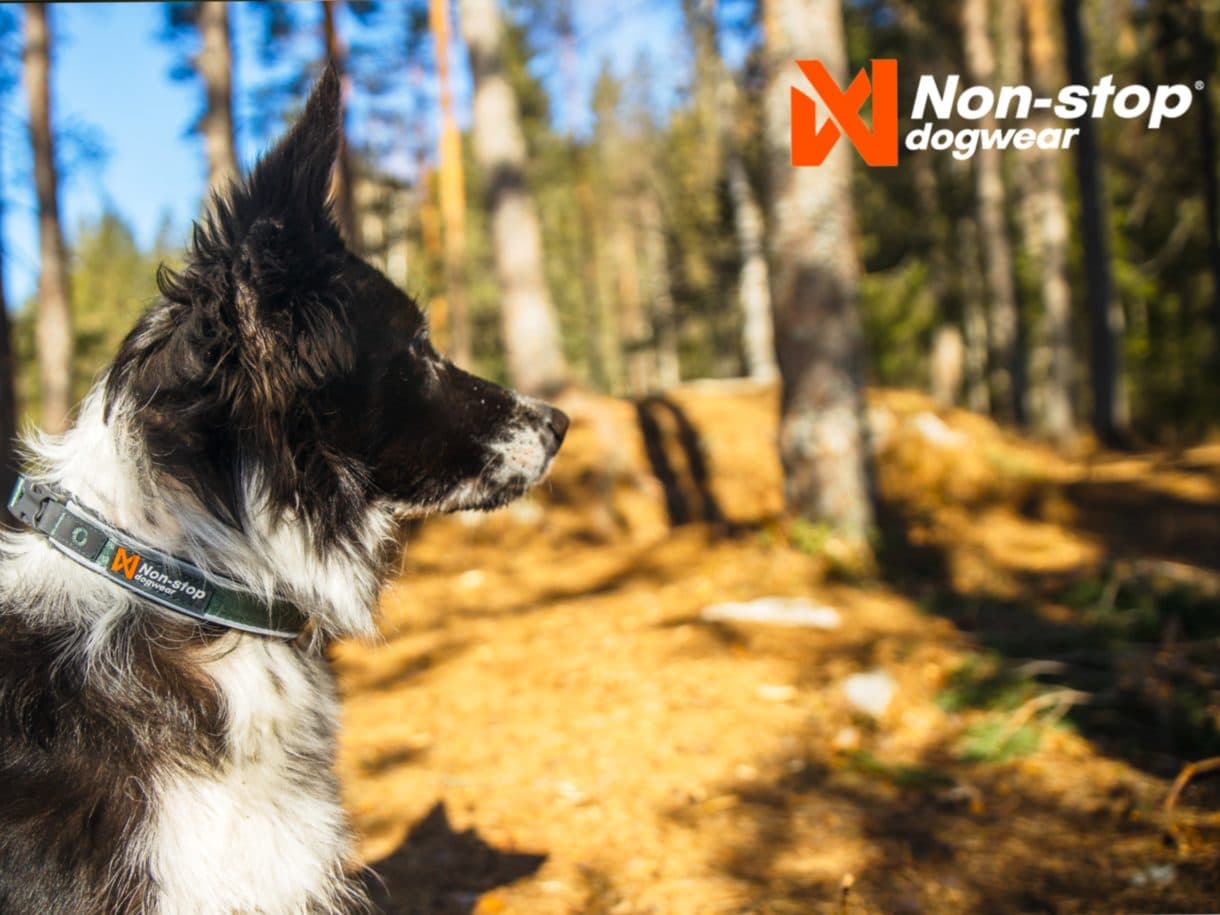 Roam Collar | havohravo.com