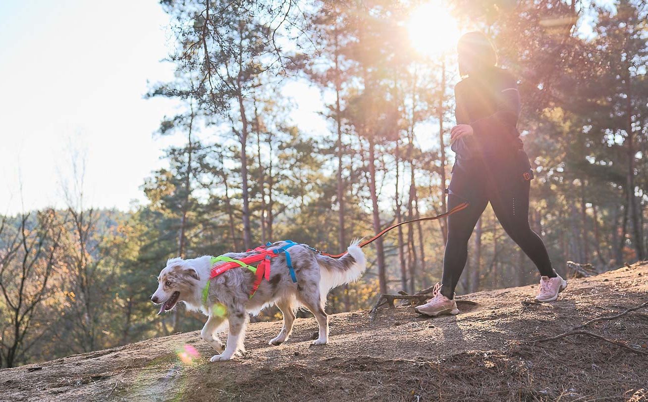 Freemotion harness 5.0 LTD | havohravo.com