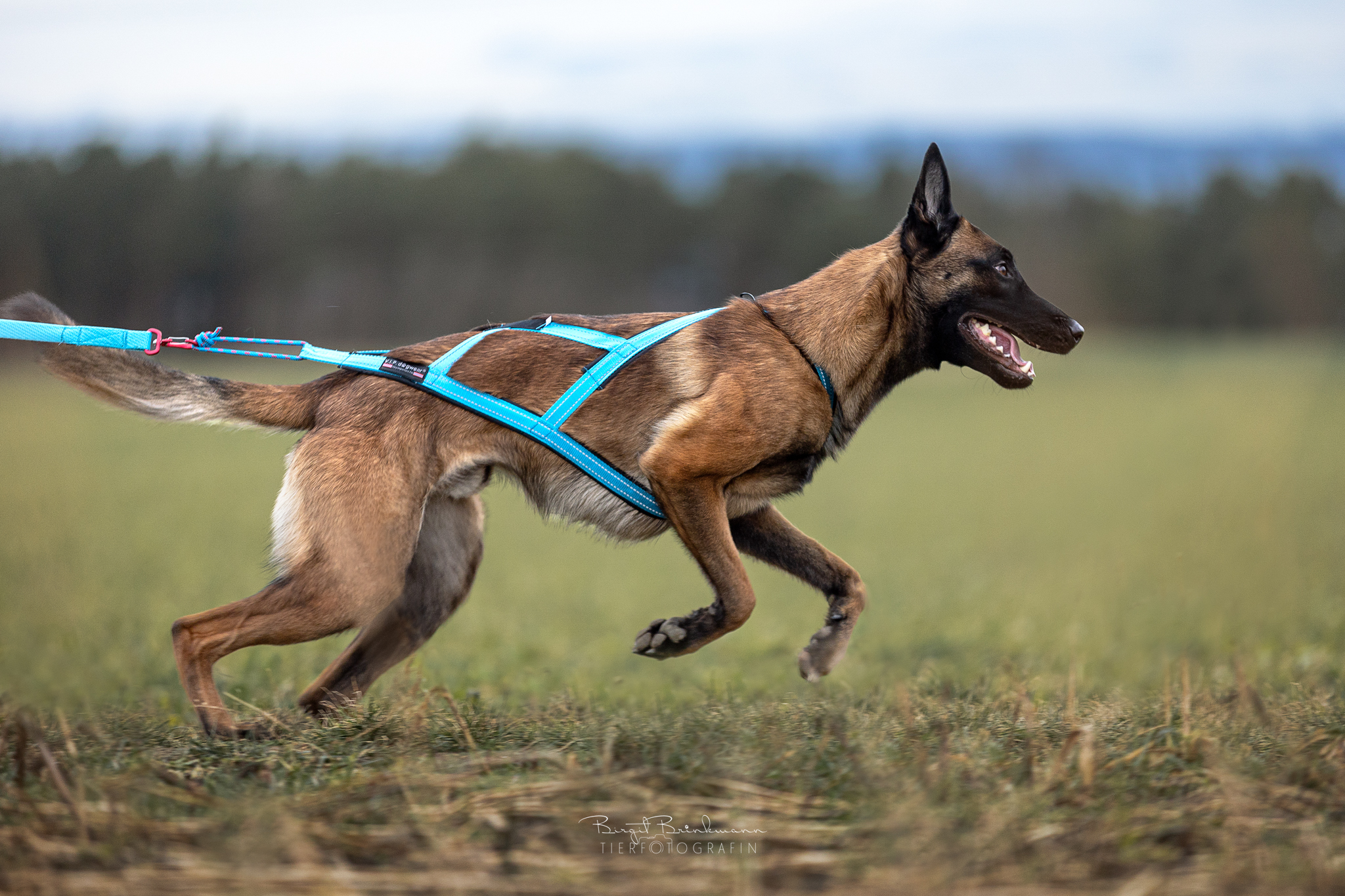 VIP X-Harness | havohravo.com